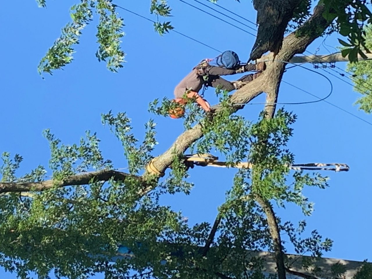 Employment Opportunities | Addison Tree & Outdoor Services